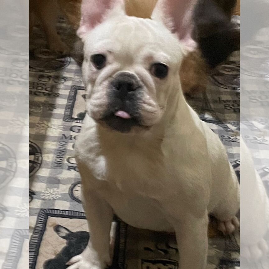 Французский бульдог, взрослая собака