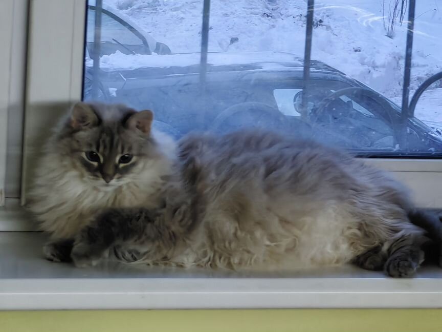 Кошка невская маскарадная