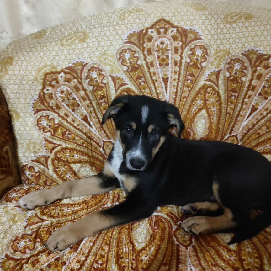 Собака в добрые руки