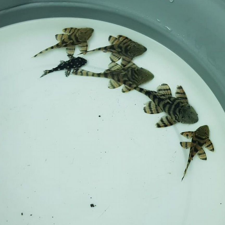 Аквариумные сомики