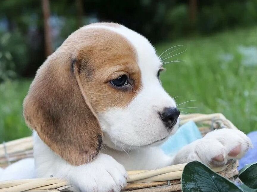 Бигль щенки мальчики