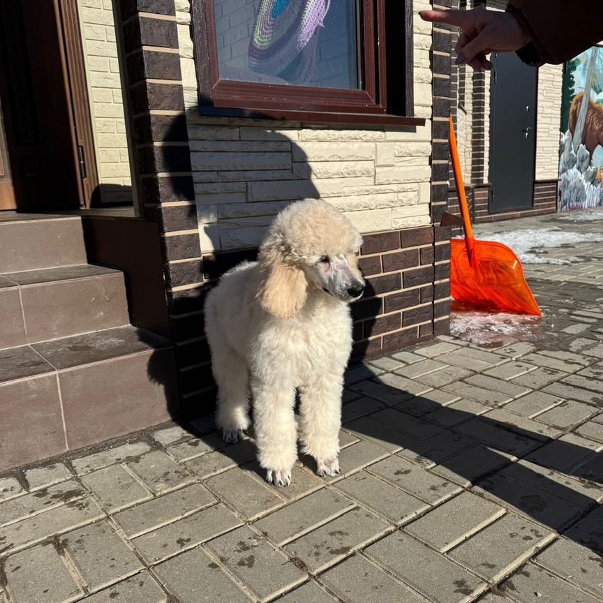 Большой (королевский) пудель