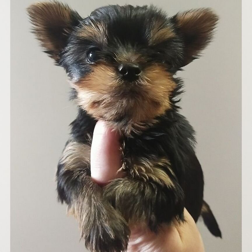 Йоркширский терьер, щенок