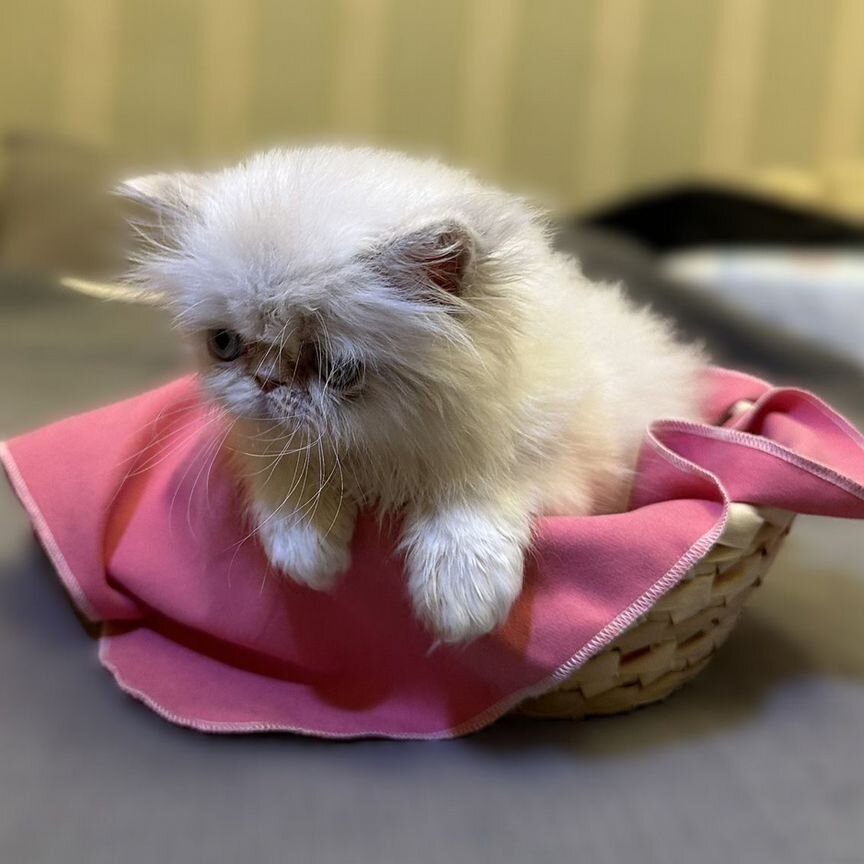 Персидский котёнок