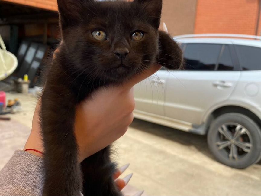 Котёнок