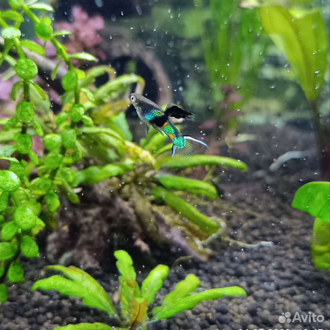 Гуппи эндлера Эль Тигре (Campoma El Tigre)