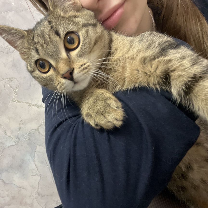 Взрослый кот в добрые руки