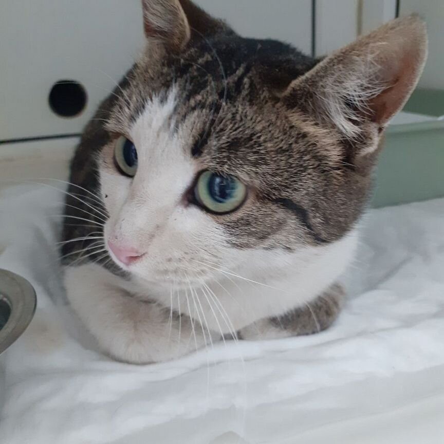 Взрослая, Девочка кошка в добрые руки