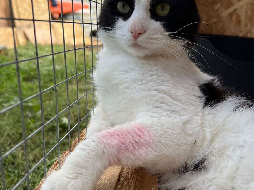 Кошка в дар