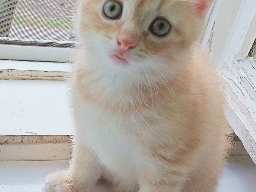 Красавец экзотик