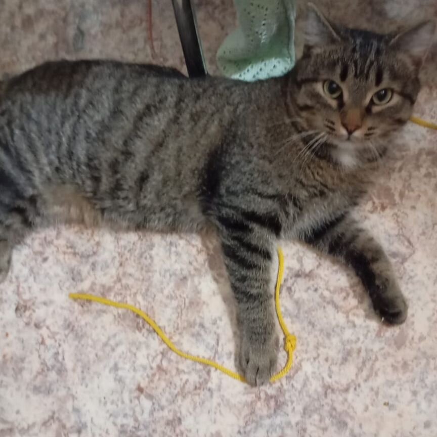 Взрослый кот в добрые руки