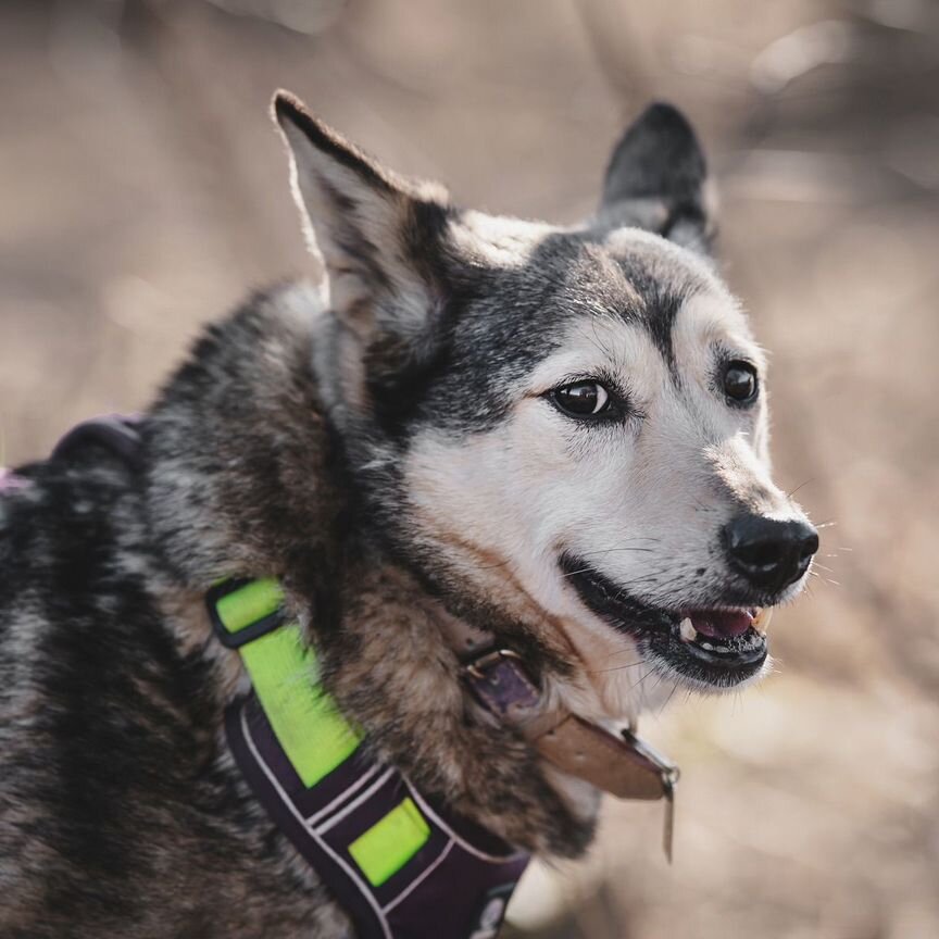 Собака в добрые руки