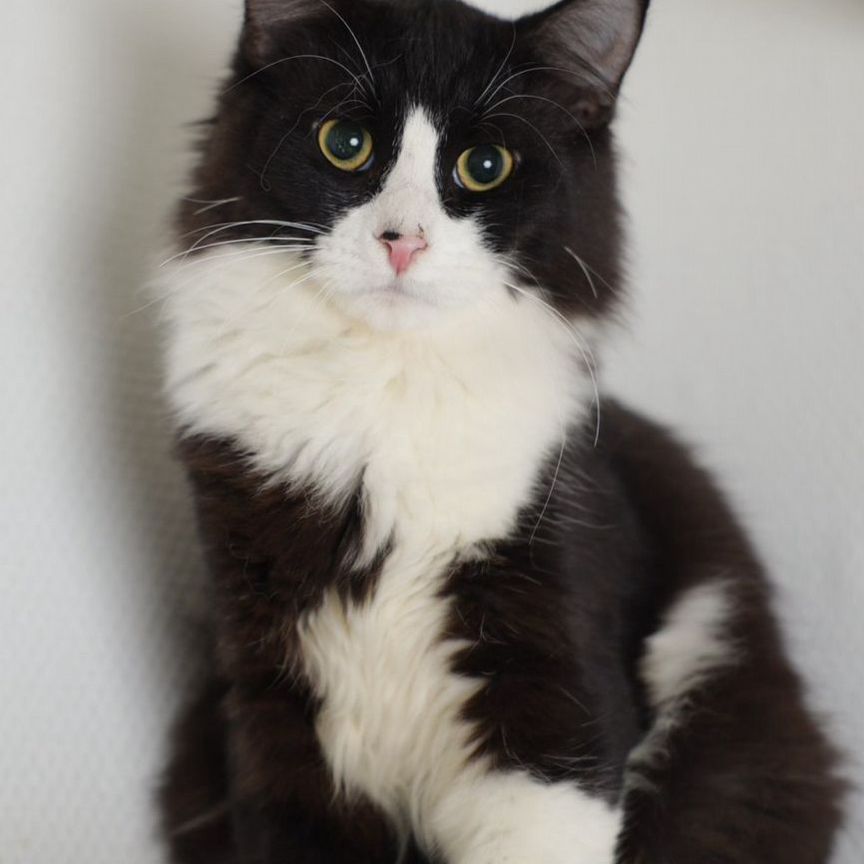 Котик в добрые руки