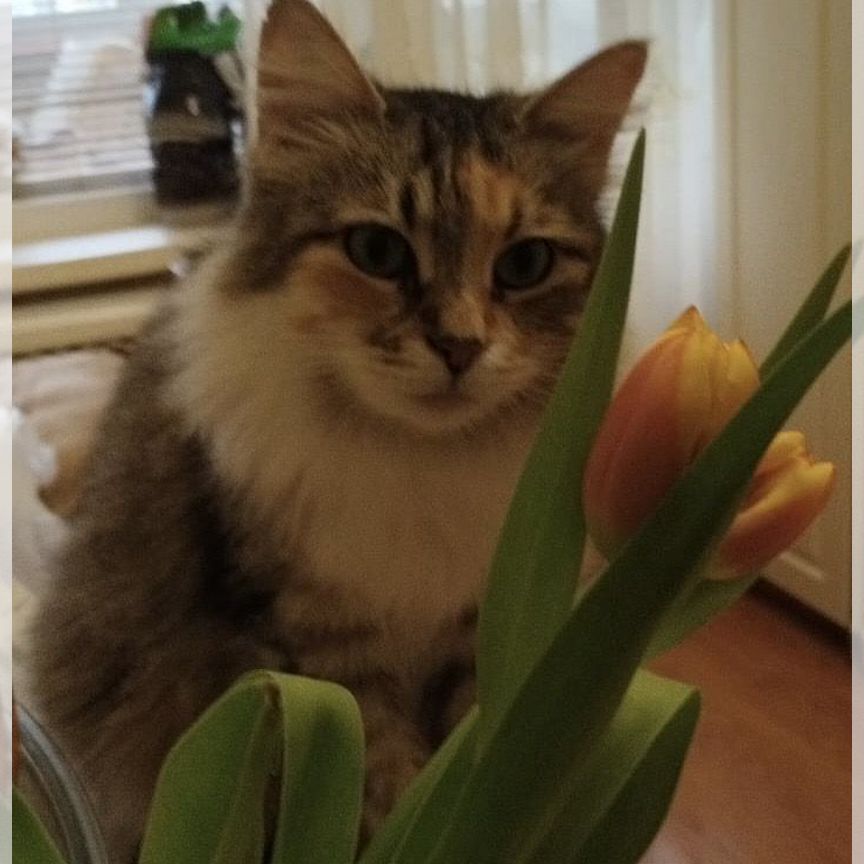 Взрослая, кошка в добрые руки