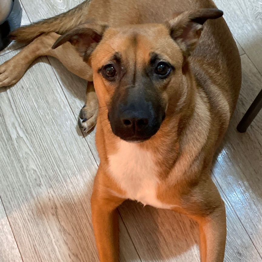 Отдам свою любимую собачку Багиру