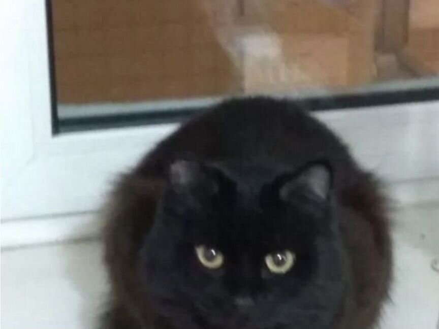 В добрые руки котик