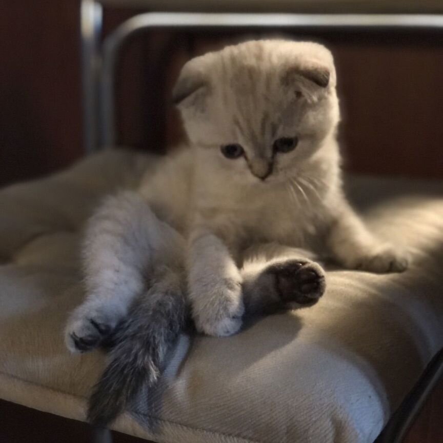 Шотландский вислоухий котик 2,5мес