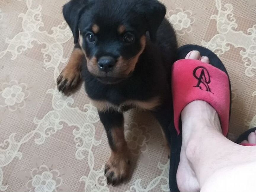 Собака