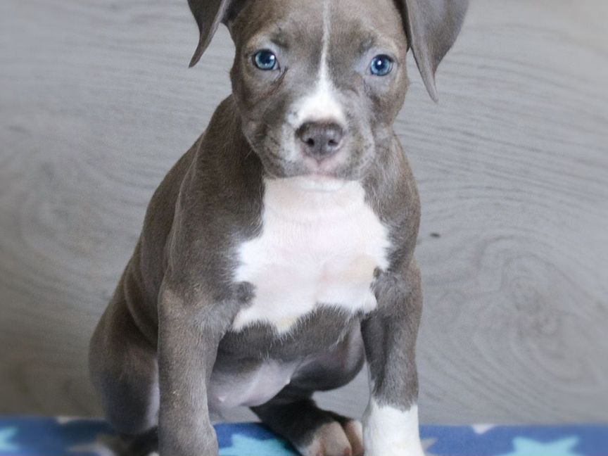 Голубая малышка