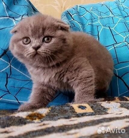 Шикарные вислоухие котята