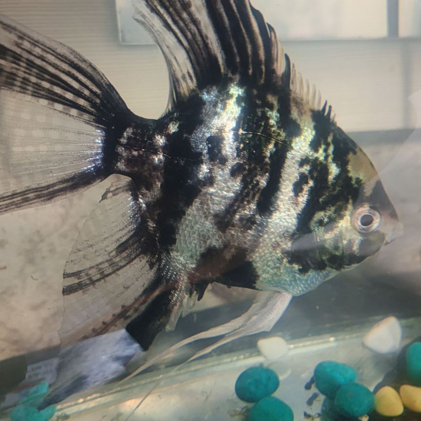 Скалярия Аквариумная рыбка с аквариумом