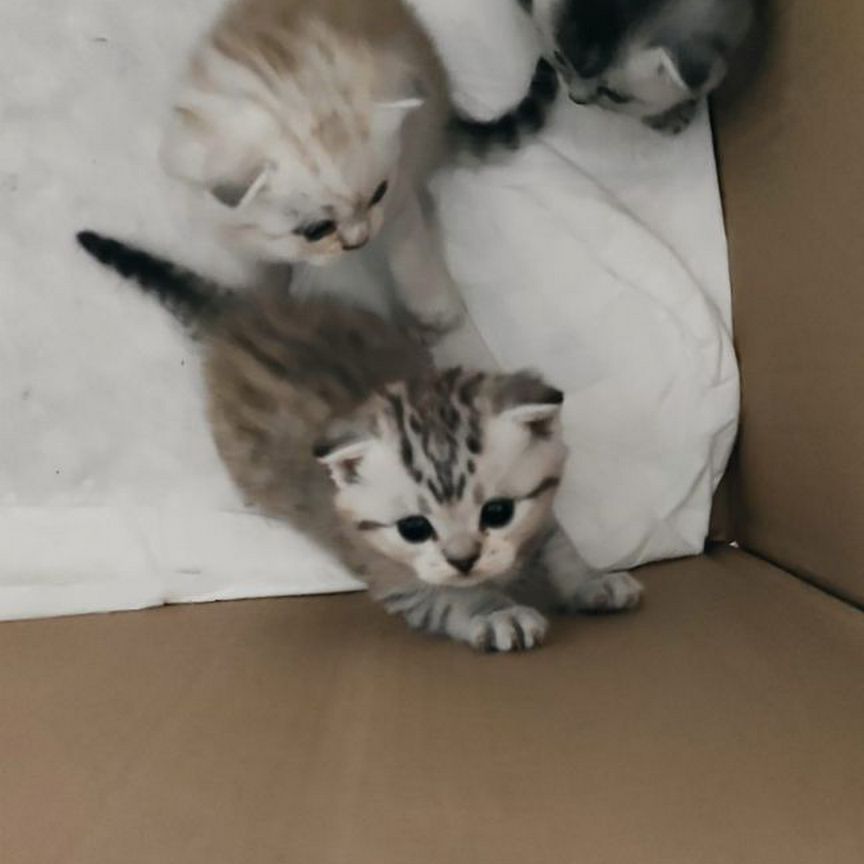 Шотландская