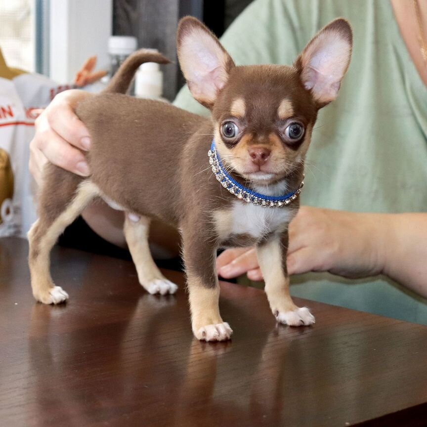 Шоколадно-подпалый мальчик чихуа доcтавкoй и видео