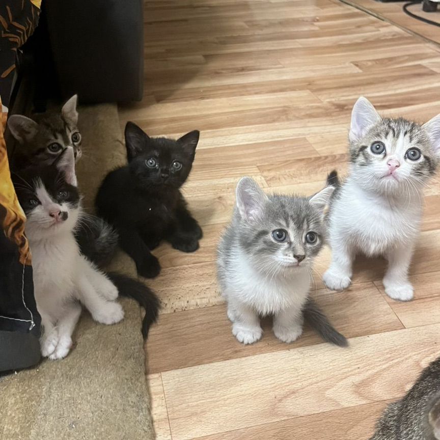 Котята в добрые руки