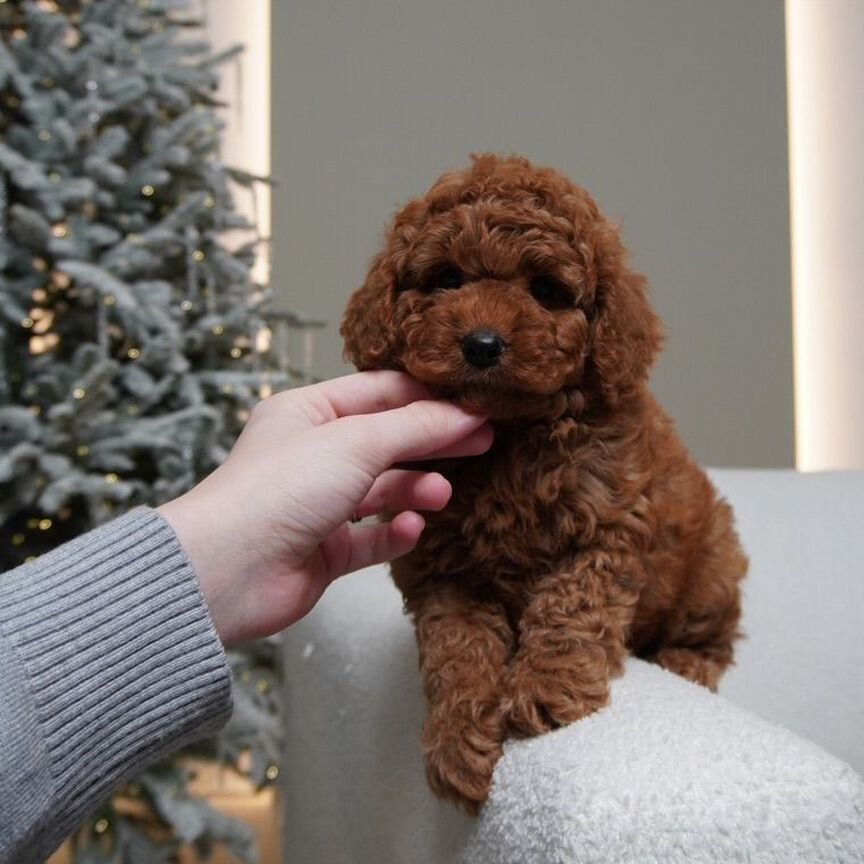 Мальтипу, щенок