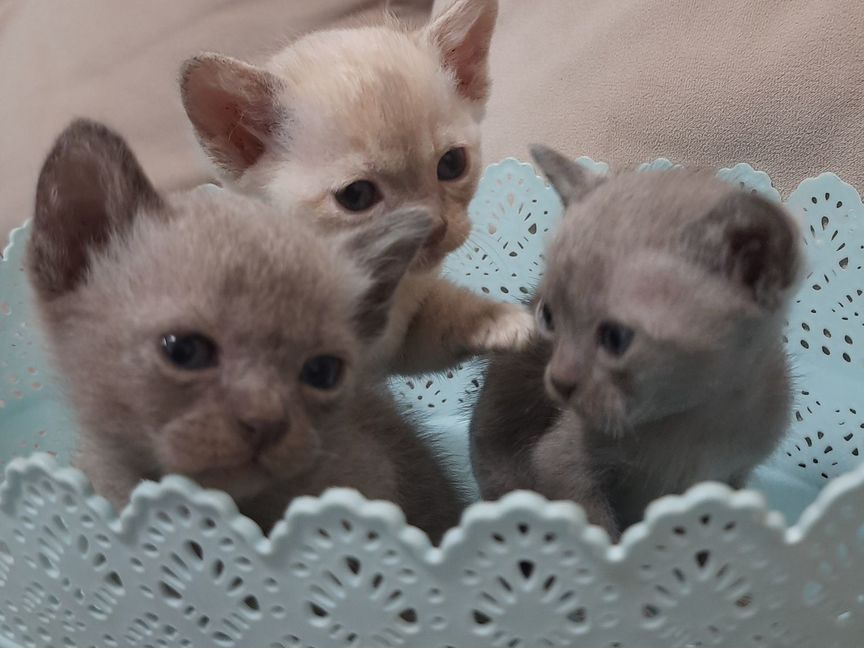 Бурманские котята