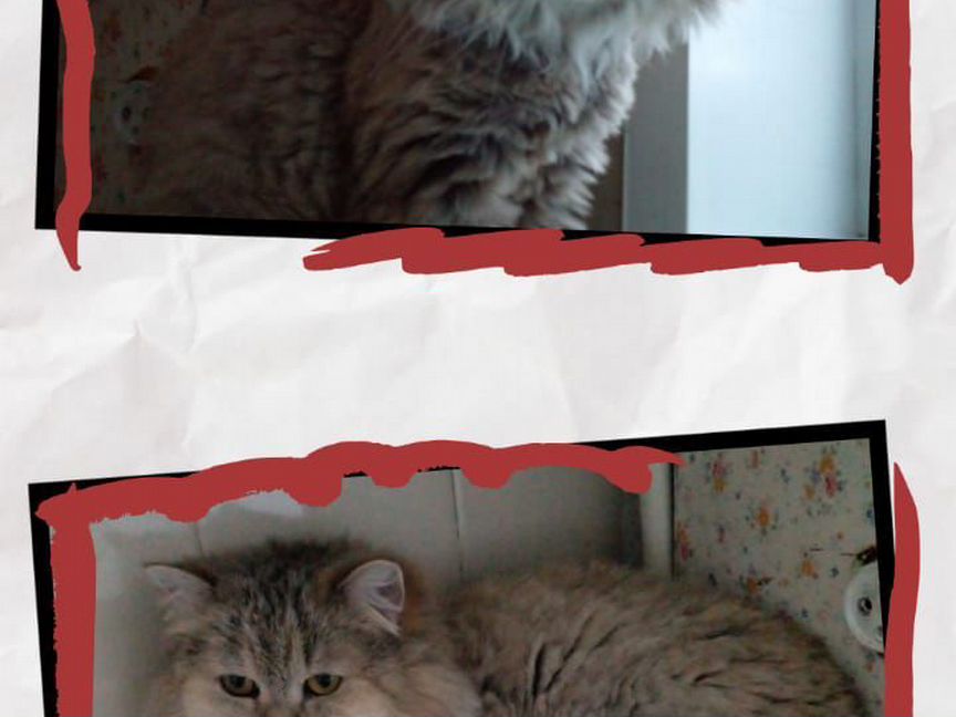 Кошка в добрые руки