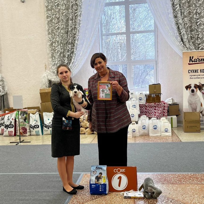 Перспективный щенок бело-чёрный жесткошерстный