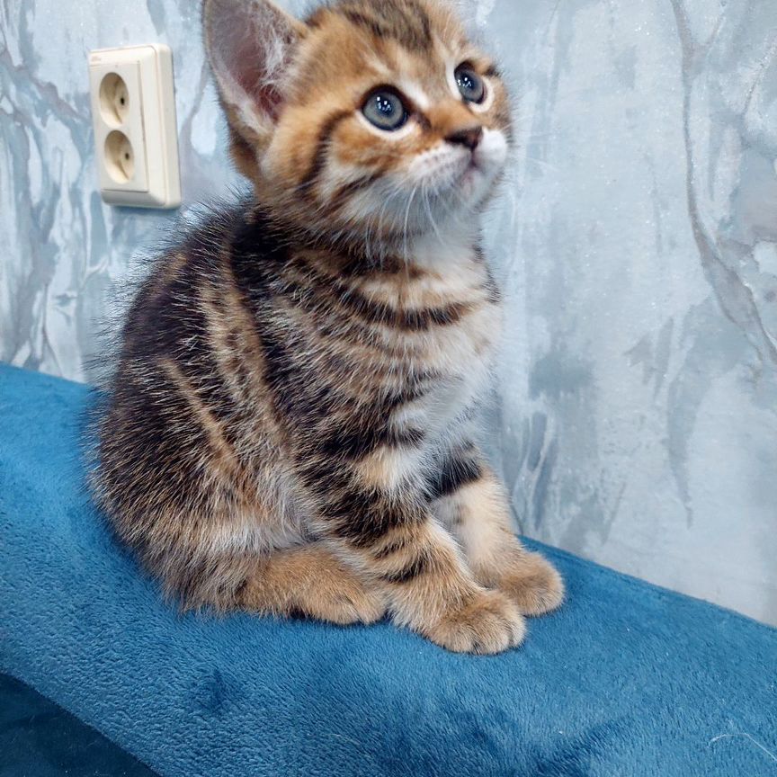 Шотландские прямоухие котята