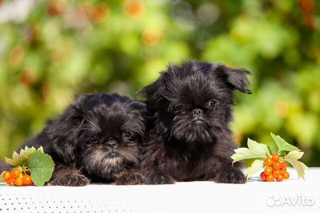 Бельгийский гриффон