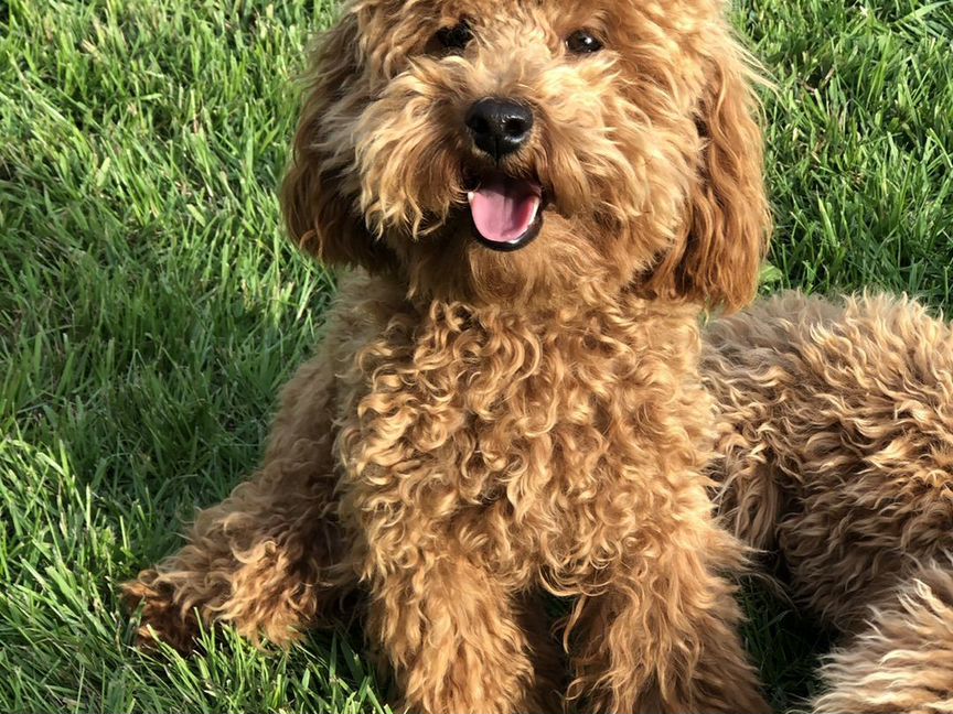 Той-пудель вязка