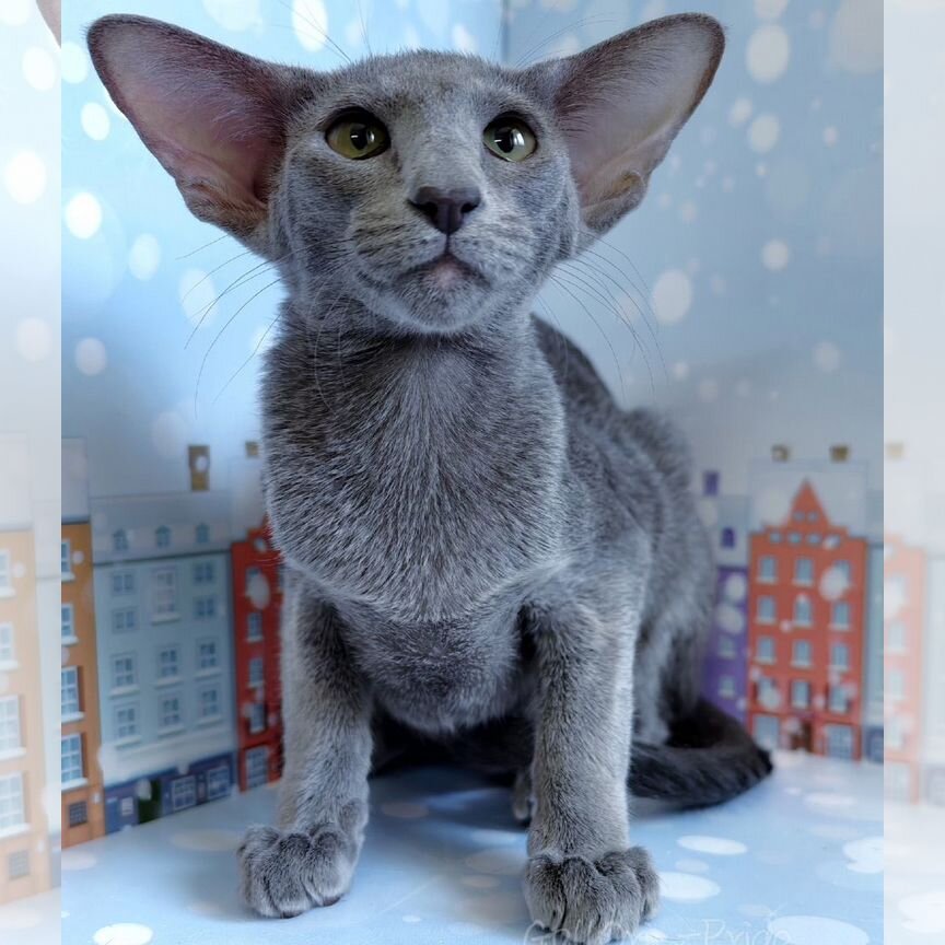 Ориентальный котёнок