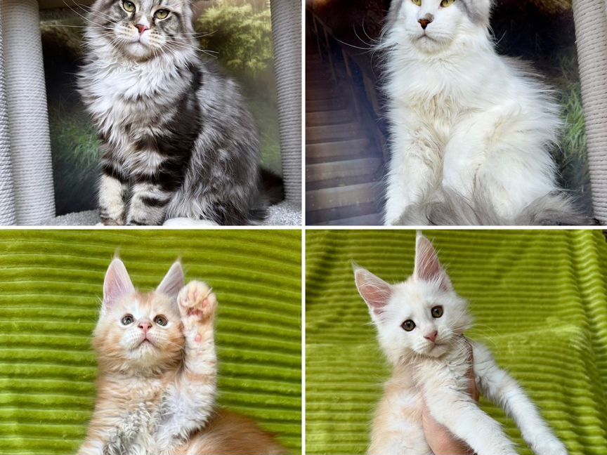 Самые красивые котята мейн-кун