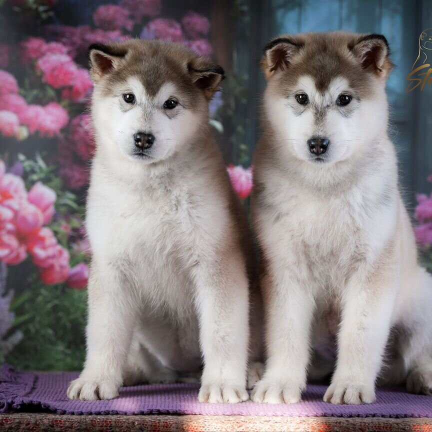 Аляскинский маламут щенки