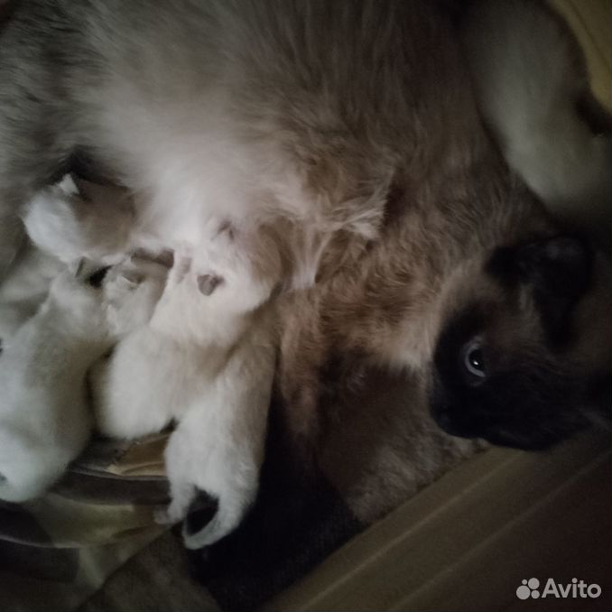 Сиамские котята возраст 7 дней чистокровные