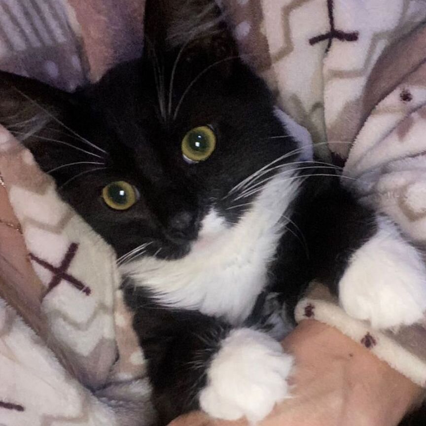 Котёнок в добрые руки