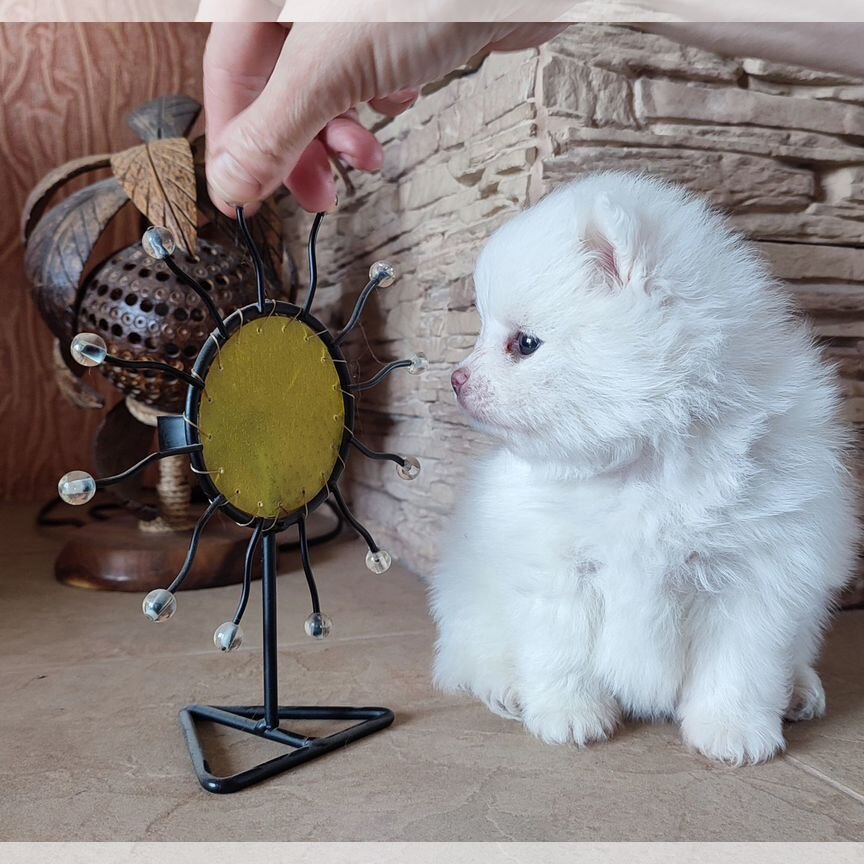 Немецкий шпиц, щенок