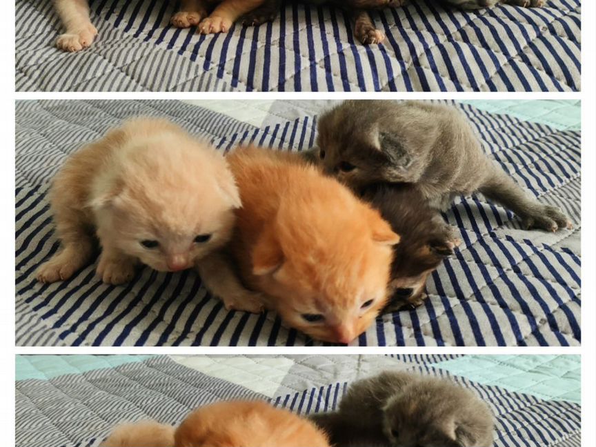 Котята в добрые руки