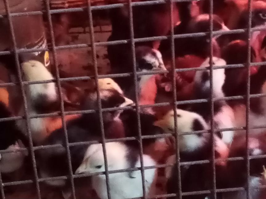 Цыплята суточные