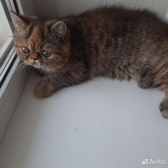 Персидские котята экзоты