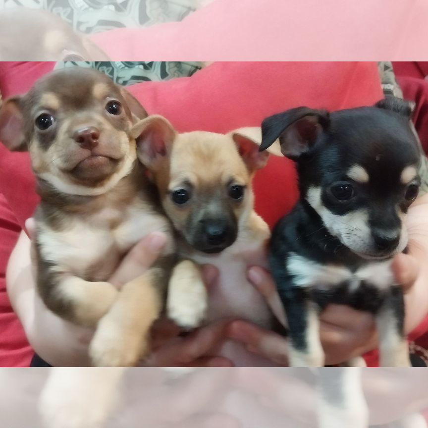Продаю щенков чихуахуа