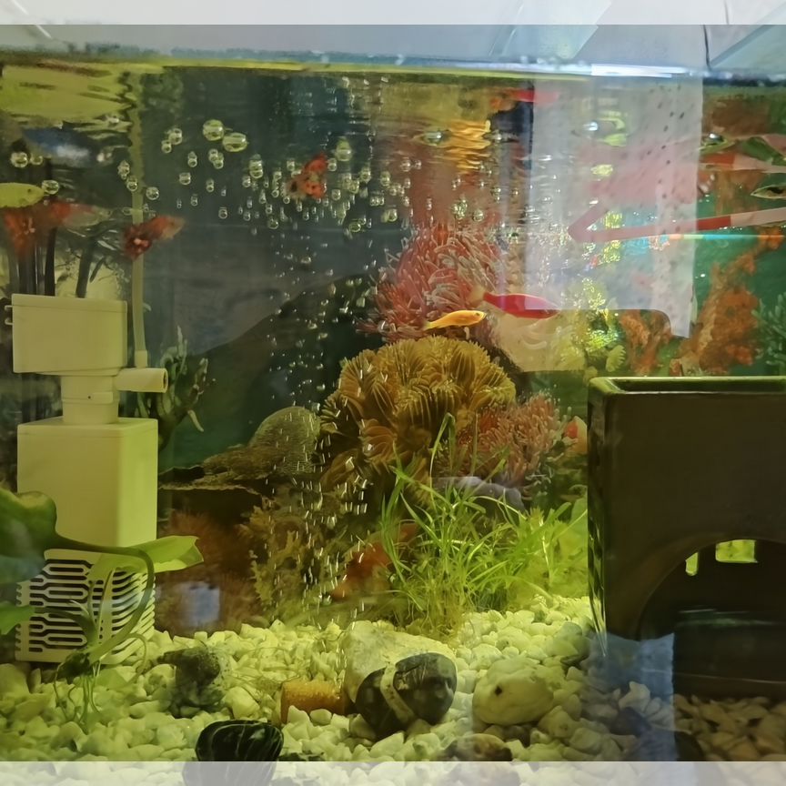 Аквариум с рыбками
