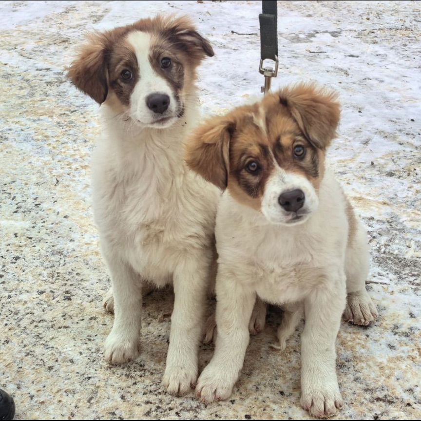 Щенки на счастье