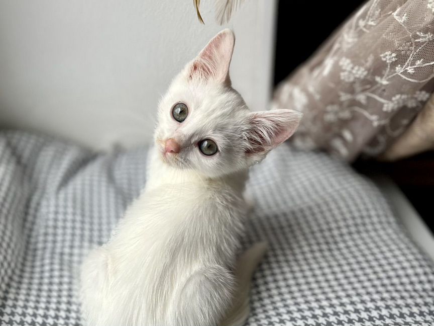 Белый котенок мальчик в добрые руки