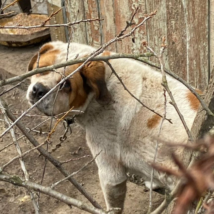 Сенбернар, взрослый пёс