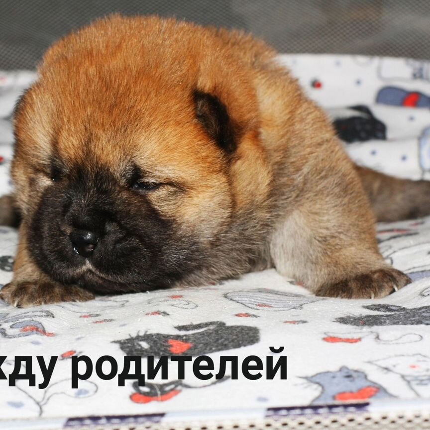 Щенки чау-чау смуфы